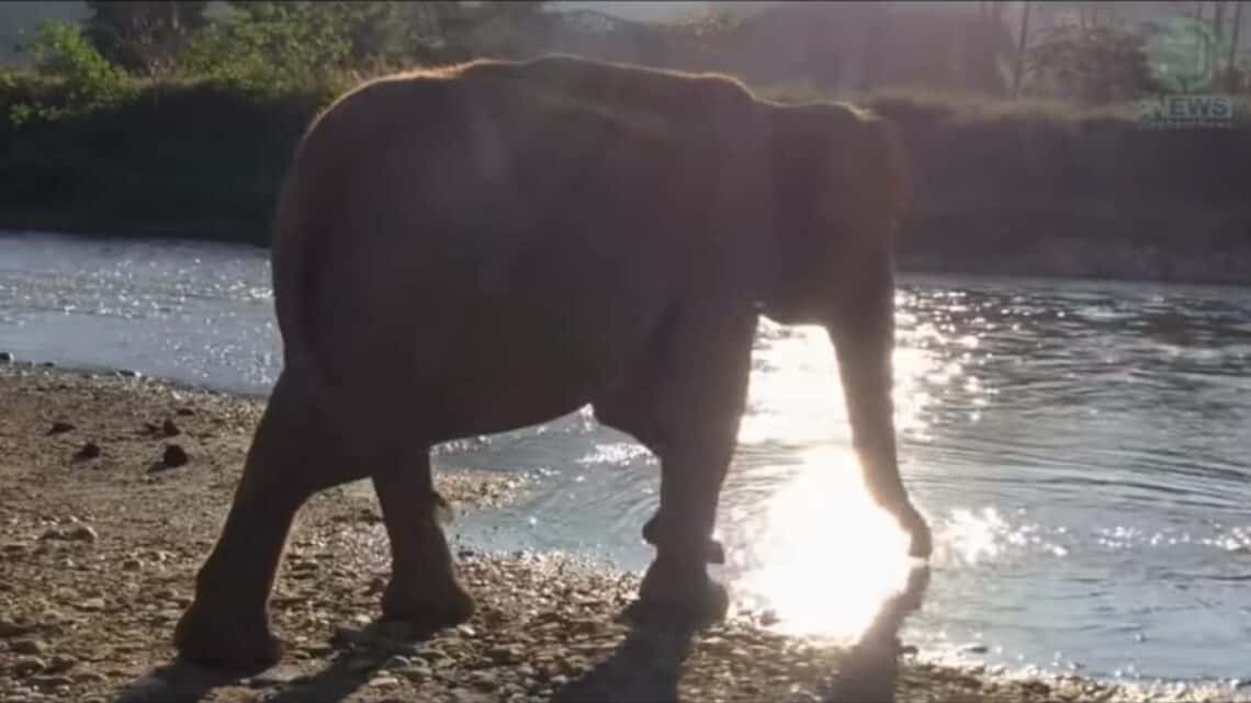 Elefante viene salvato dopo 70 anni di torture e piange quando si rende ...