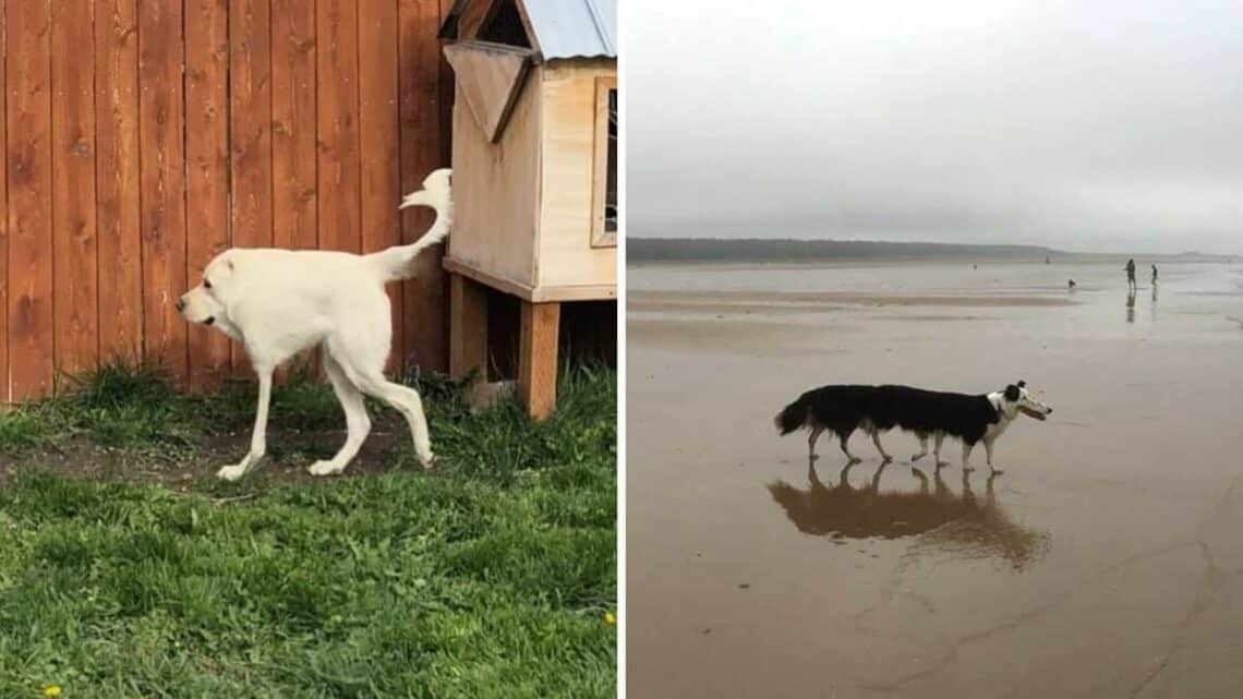 20 Divertenti foto panoramiche in cui gli animali hanno cambiato forma